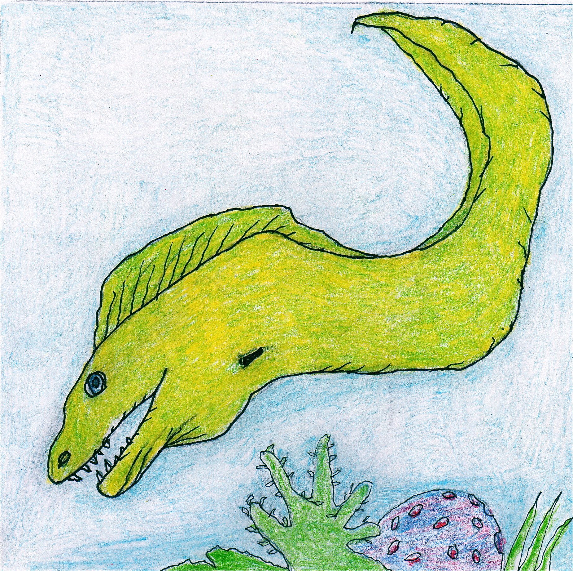 MORAY EEL of the MALDIVES - Maps for the Classroom