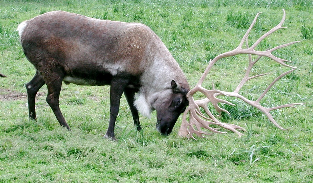 Reindeers of the North - and the Holiday Season! - Maps for the Classroom